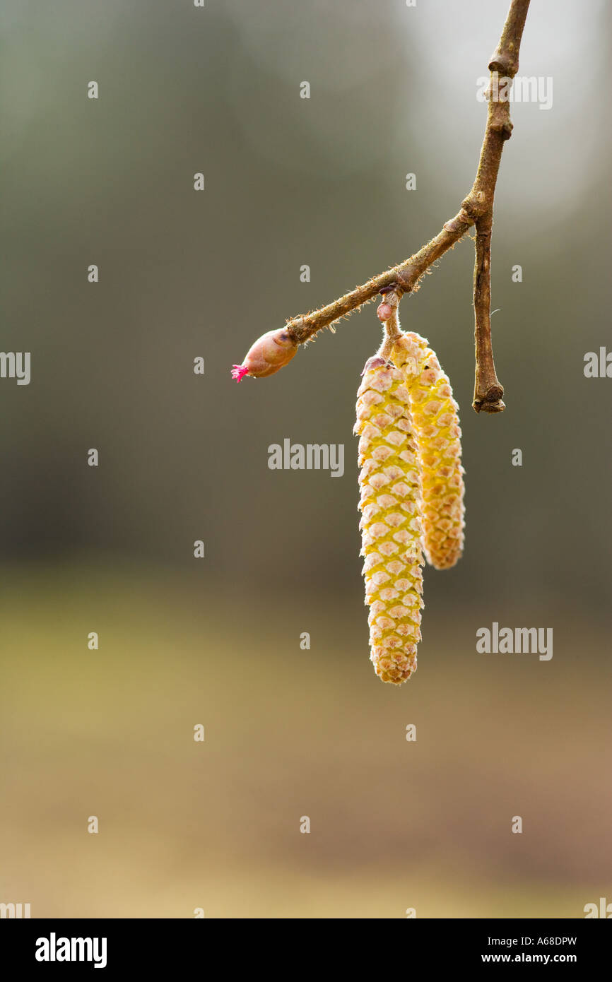 Corylus avellana hazel plant hi-res stock photography and images - Alamy