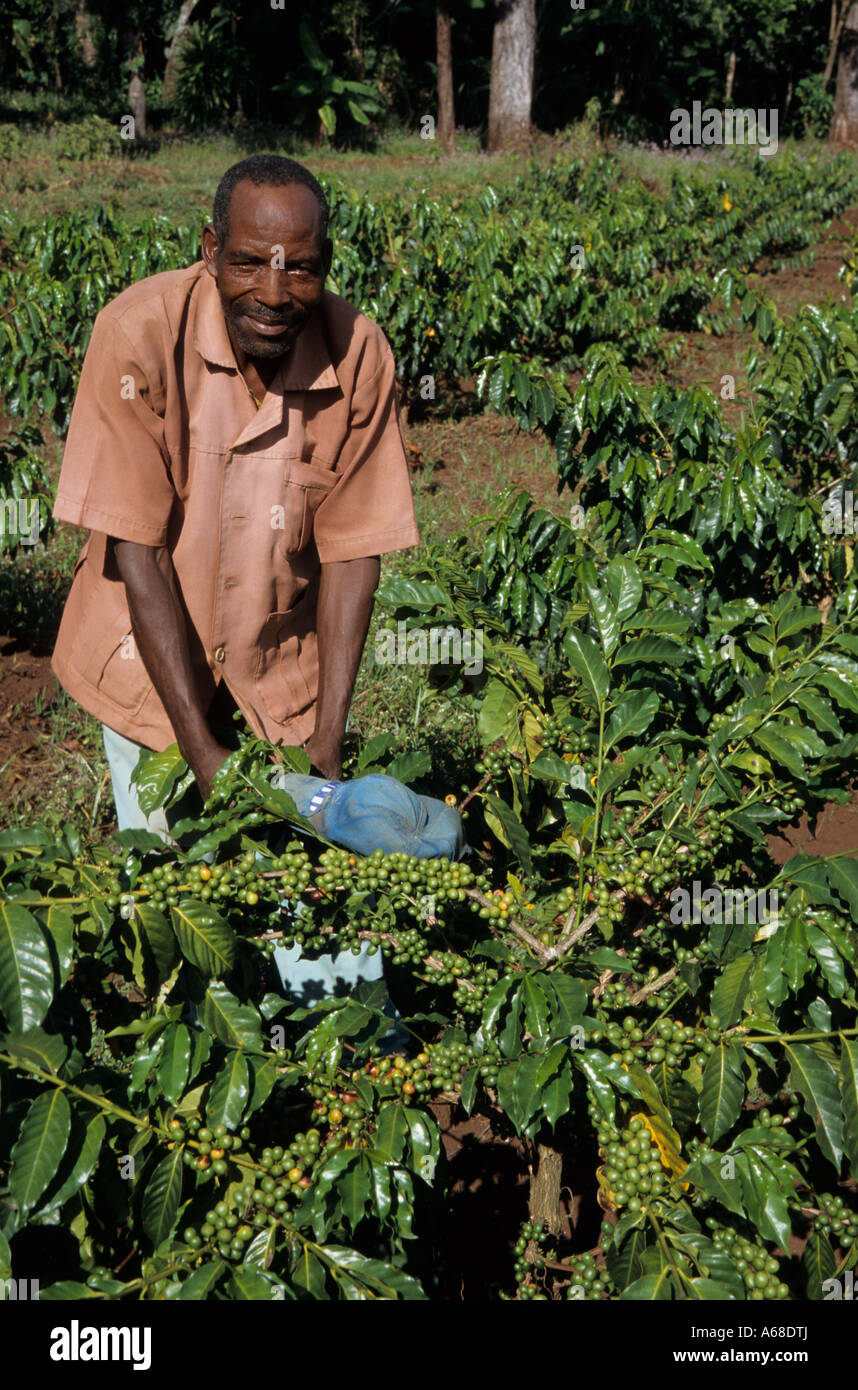 Farmer inspecting his coffee tree plantation, Coffea arabica, Tanzania ...