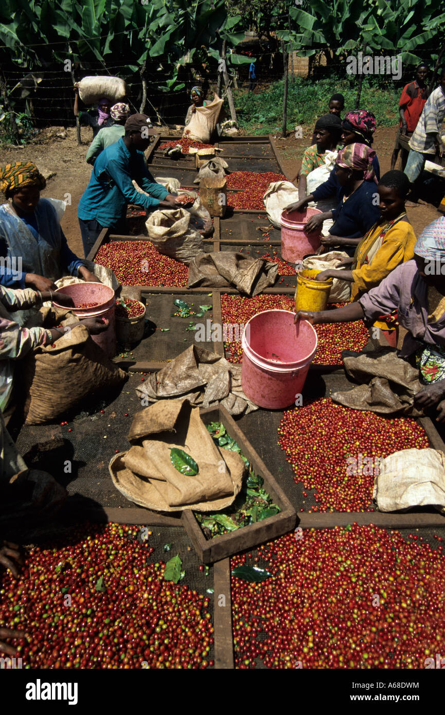 Coffee pickers sorting ripe coffee berries, Machame, Kilimanjaro ...