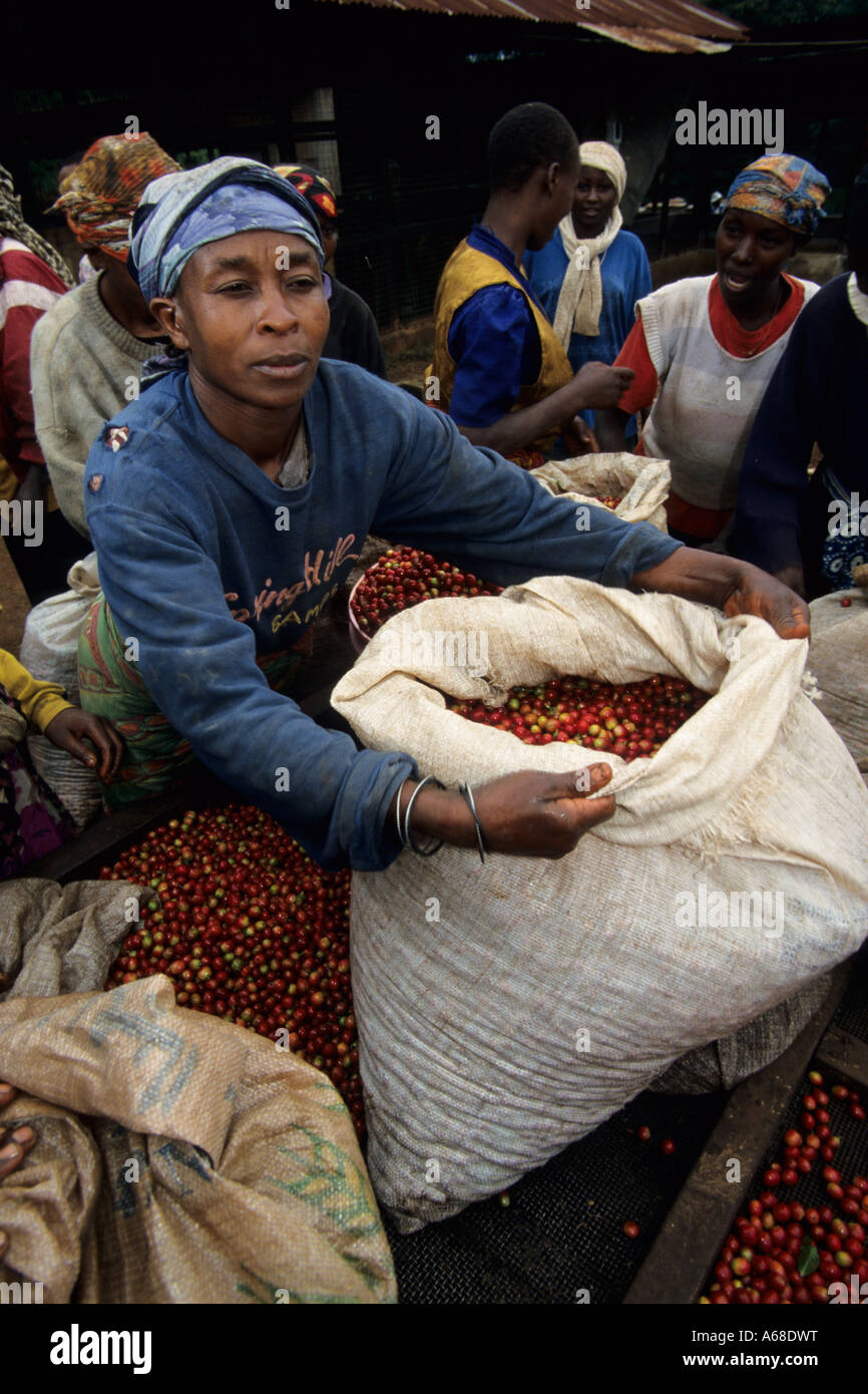 A coffee picker delivers a bag with ripe coffee berries to the sorting ...
