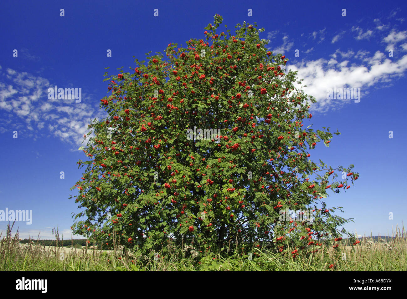Mountain Ash, Rowan Tree (Sorbus aucuparia) with ripe berries Stock ...