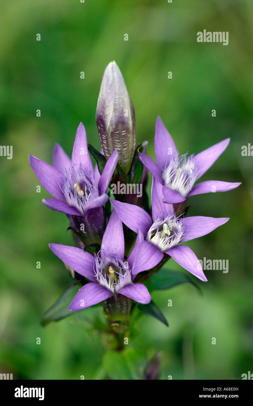 Felwort (Gentianella campestris ssp campestris), flowering Stock Photo ...