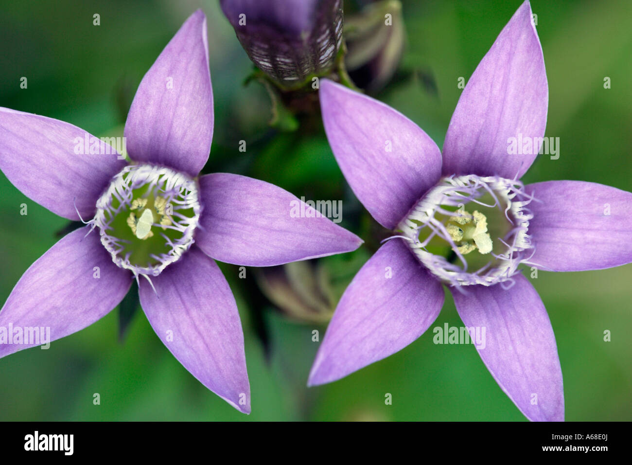 Felwort (Gentianella campestris ssp campestris), flowering Stock Photo ...