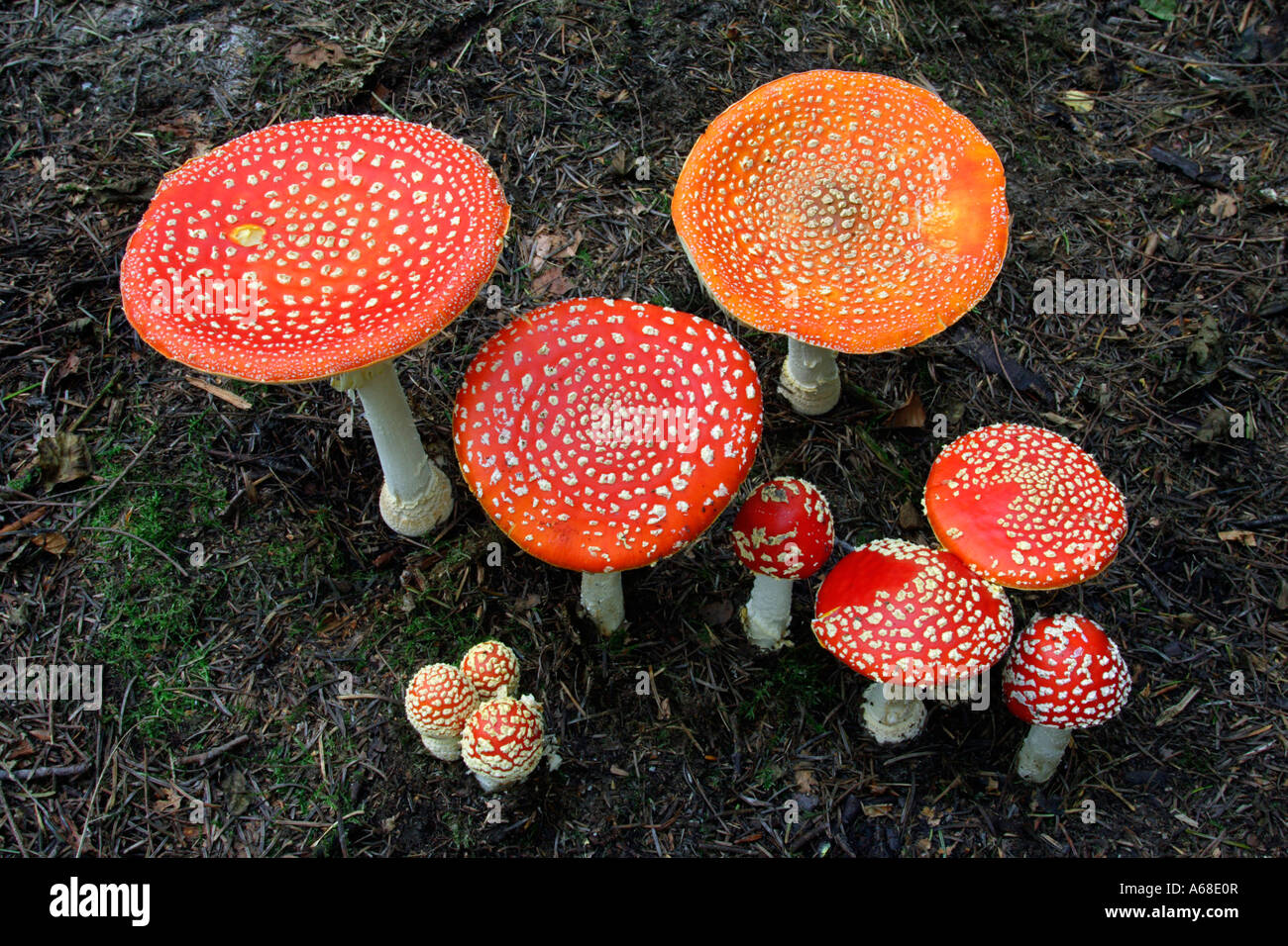 Fly Agaric (Amanita muscaria), group of toadstools of different sizes ...