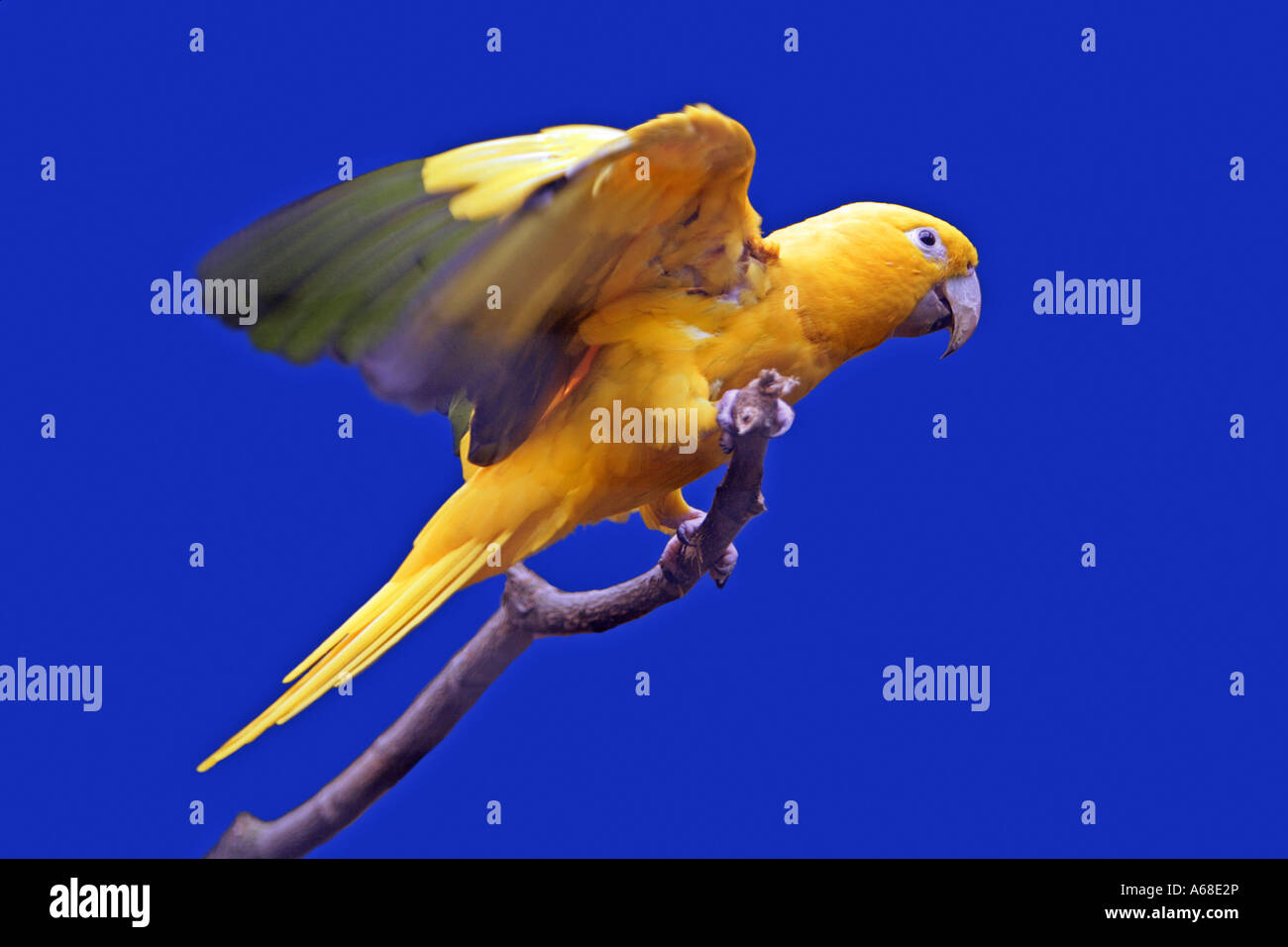 Guarouba Stock Photos & Guarouba Stock Images - Alamy