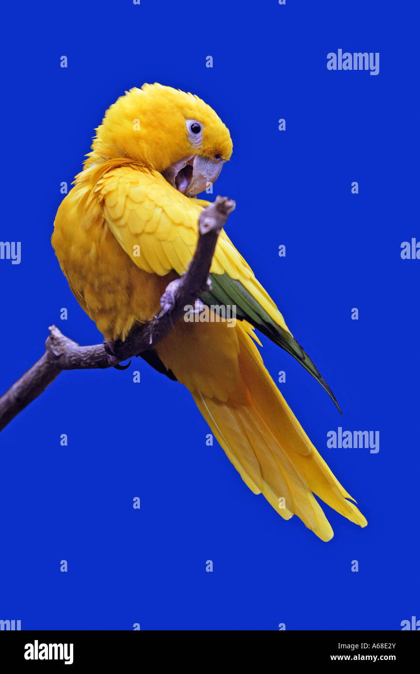 Preening yellow parakeet hi-res stock photography and images - Alamy