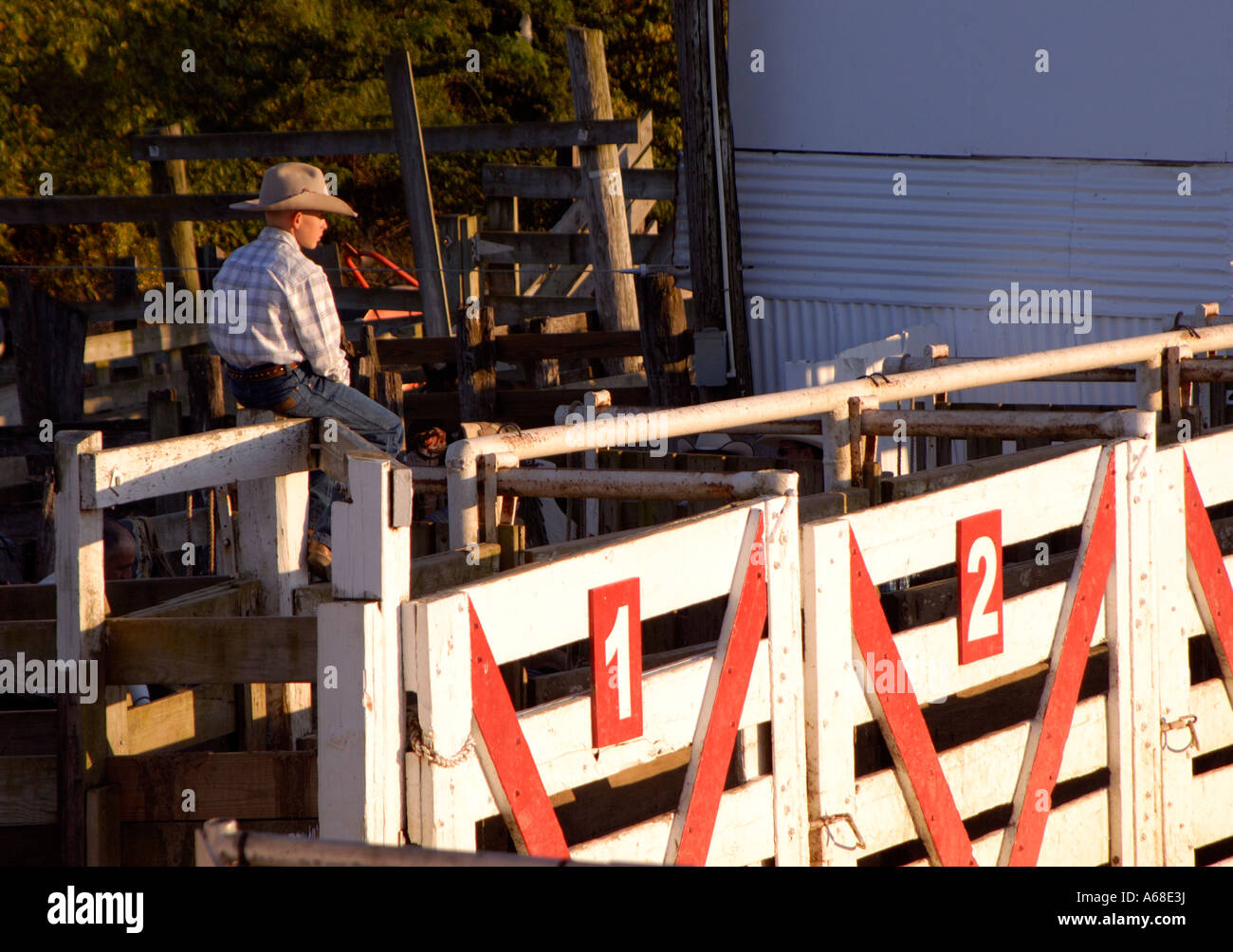 Aspiring cowboy watches the action from the bull riding fence Stock ...