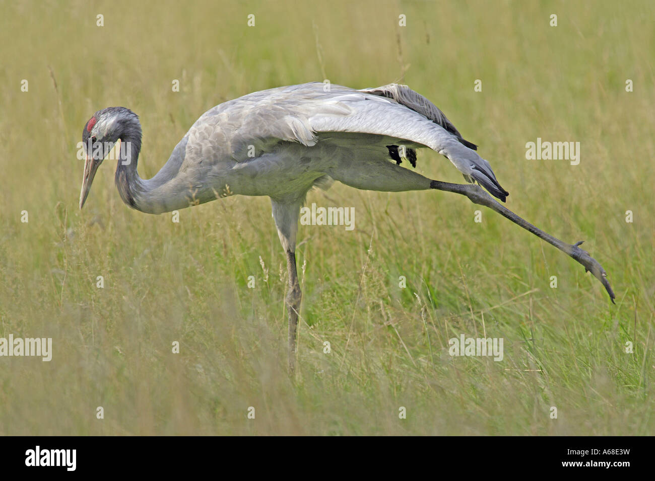 Common Crane (Grus grus) stretching leg and wing muscles Stock Photo ...