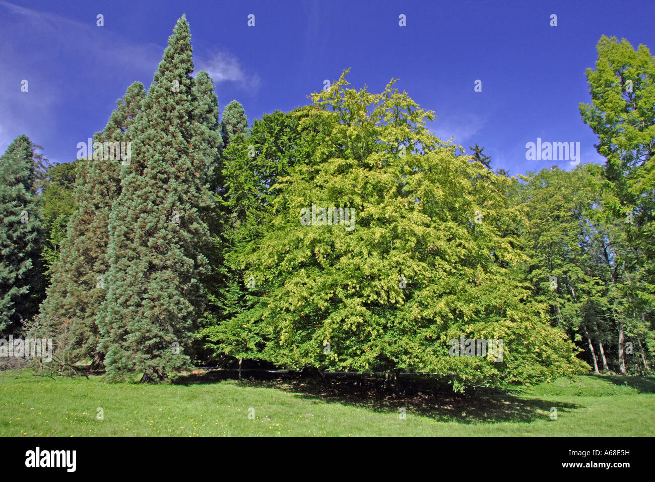 Common Hornbeam, European Hornbeam (Carpinus betulus) in a park Stock ... Common Hornbeam, European Hornbeam (Carpinus betulus) in a park Stock ...