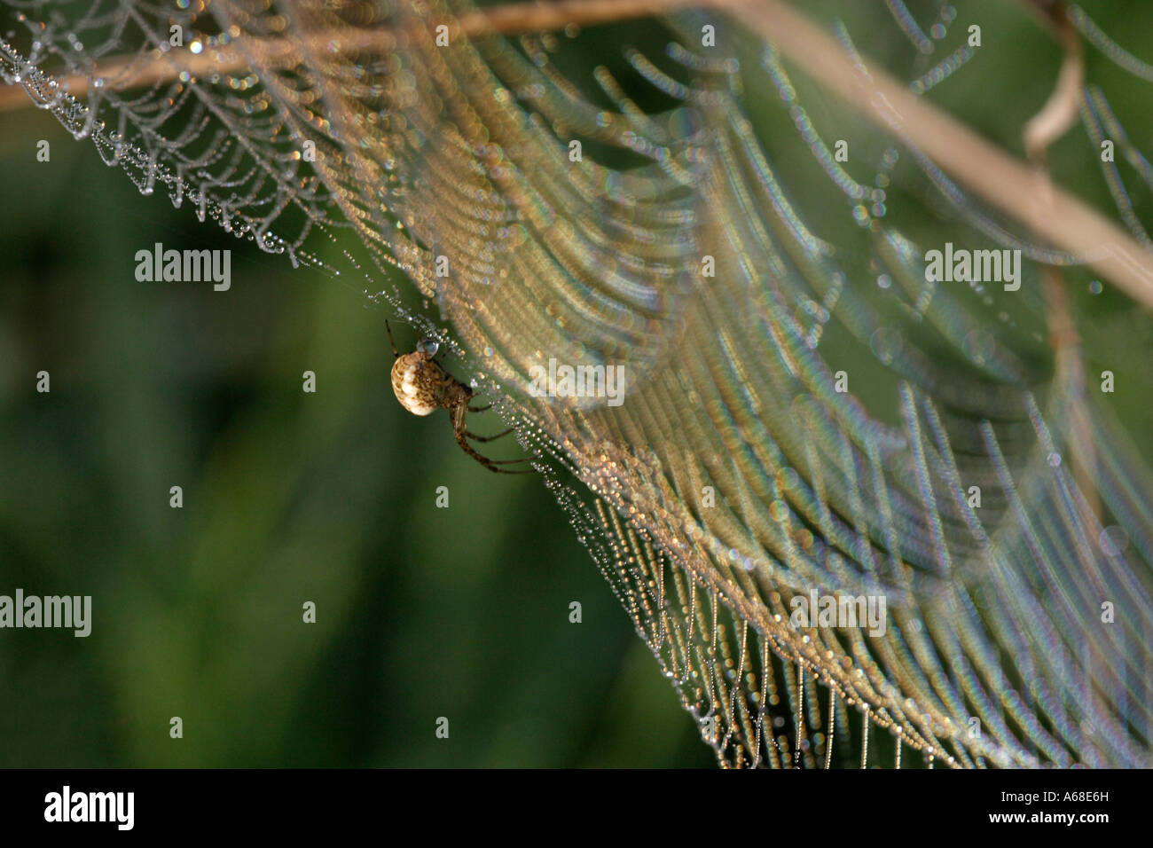 Autumn Orbweaver (Meta segmentata) in dew covered spiders web Stock ...