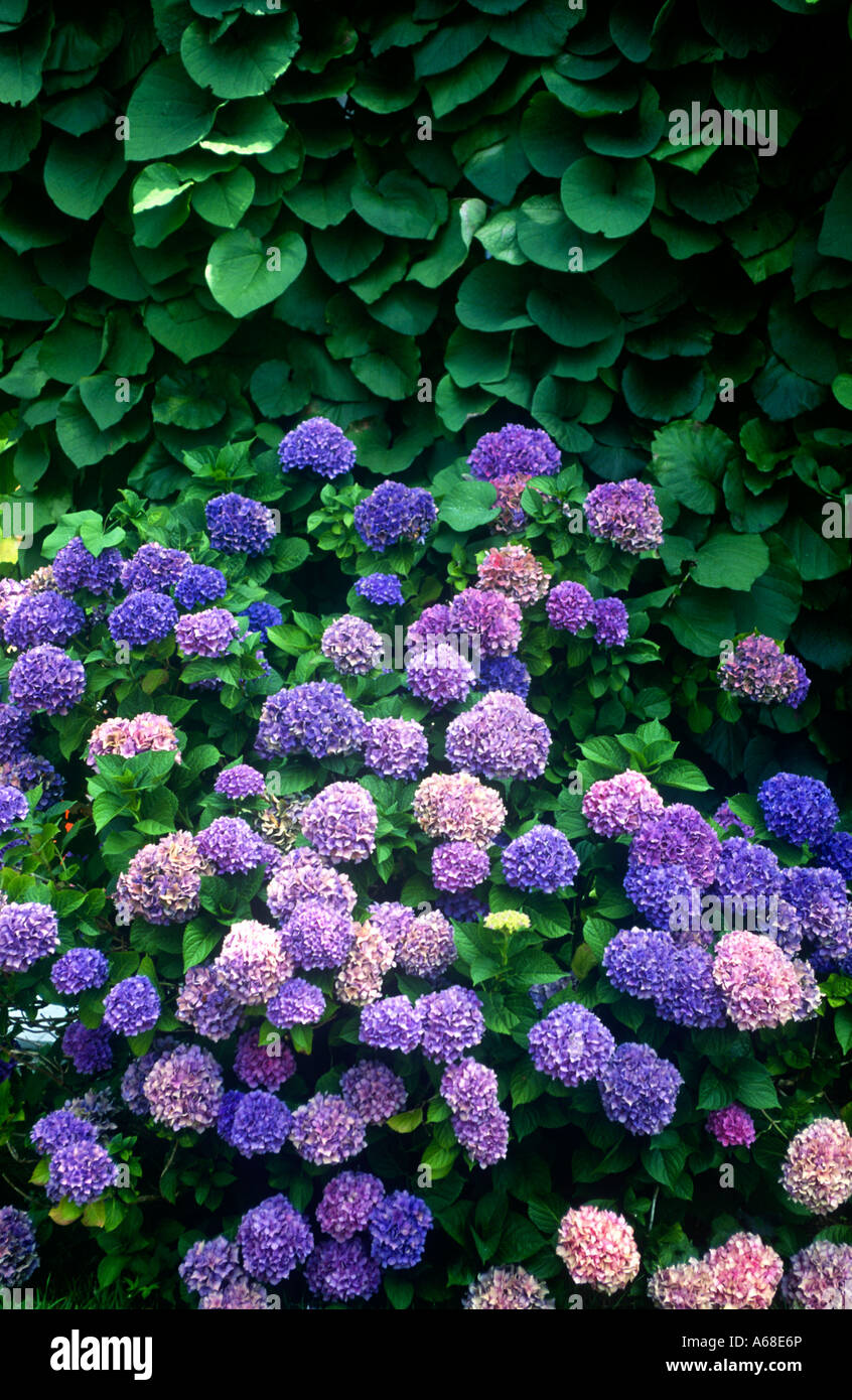 Purple hydrangea shrub Stock Photo - Alamy