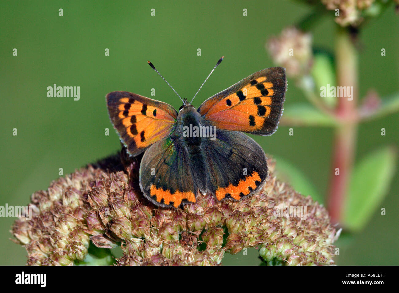 Small Copper Butterfly (Lycaena phlaeas) resting on Stonecrop Stock ...