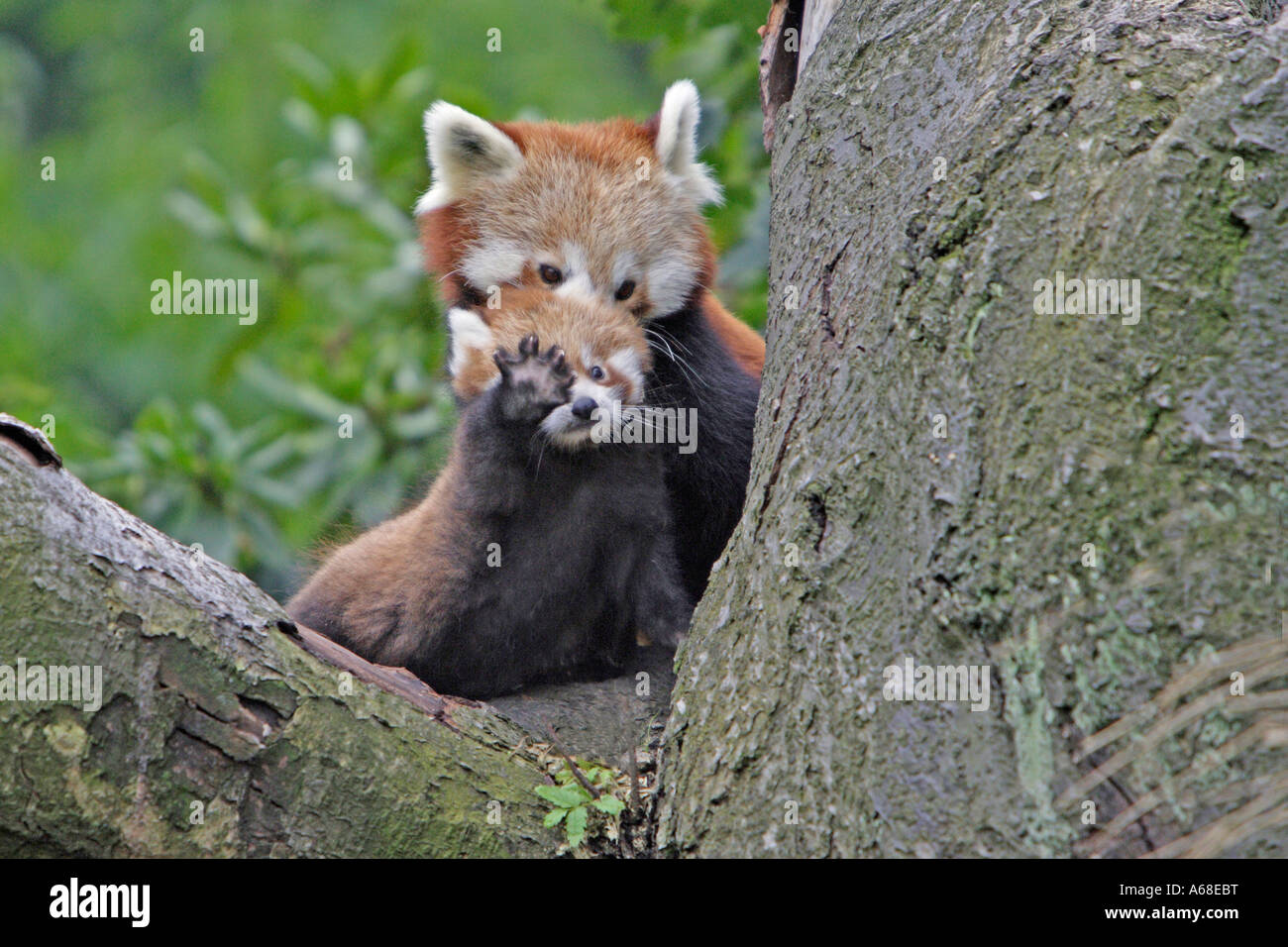 Red Panda, Lesser Panda (Ailurus fulgens), adult animal moving baby cub ...