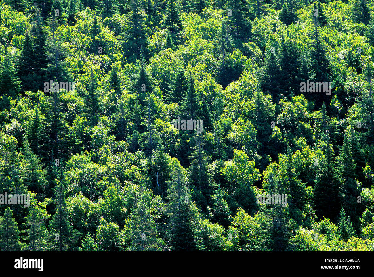 Forest trees wilderness, Newfoundland, Canada Stock Photo - Alamy