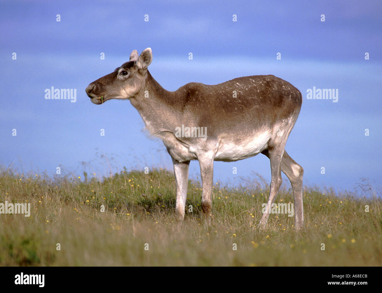 Caribou Newfoundland, Canada Stock Photo - Alamy