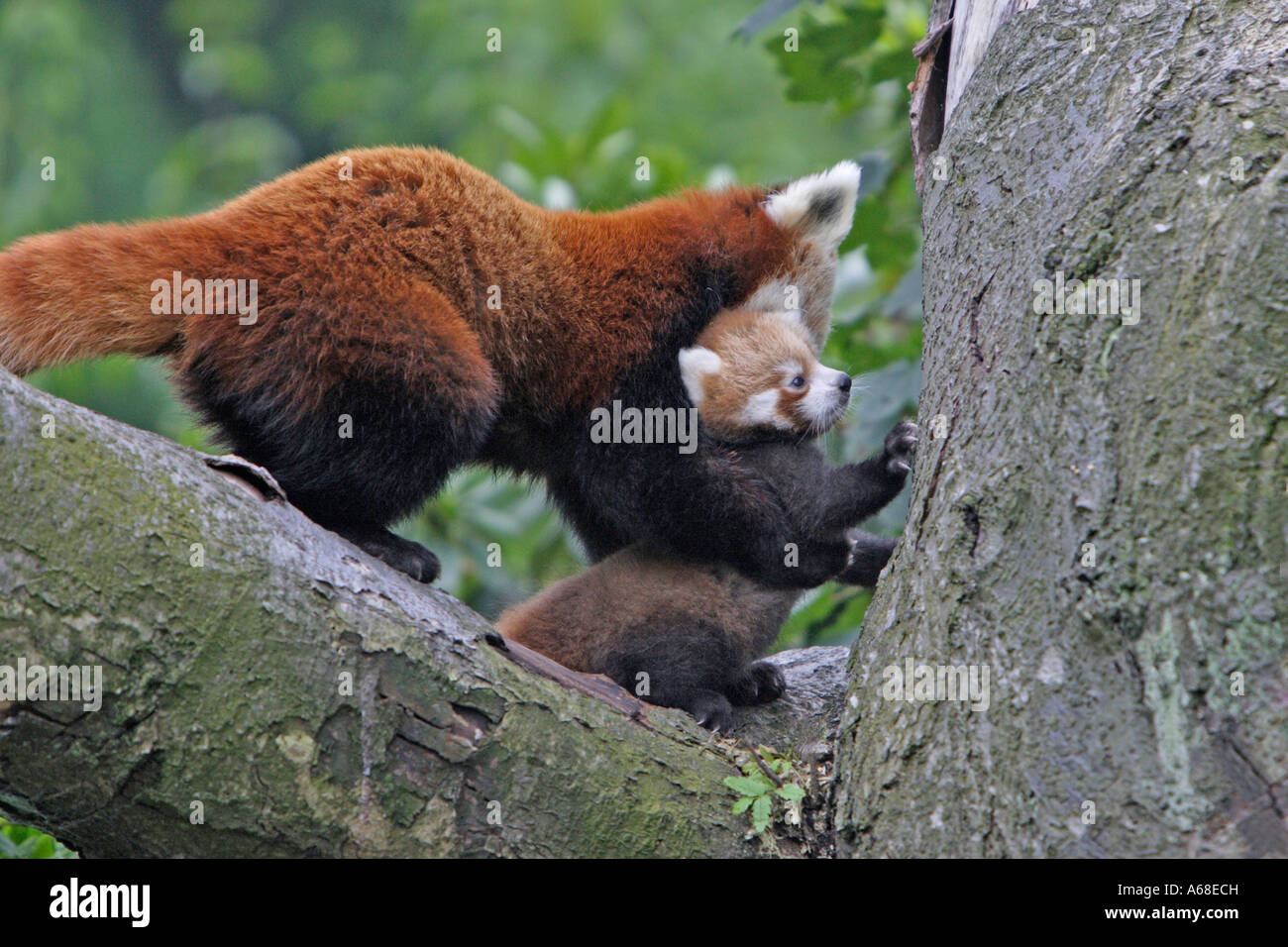 Red Panda, Lesser Panda (Ailurus fulgens), adult animal moving baby cub ...