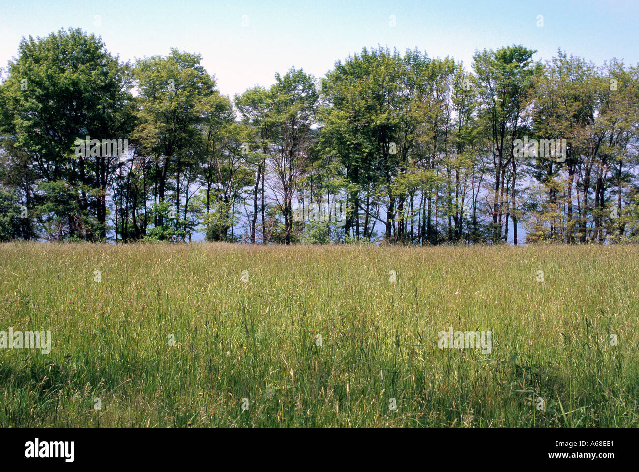 Tree line grass field meadow Stock Photo - Alamy