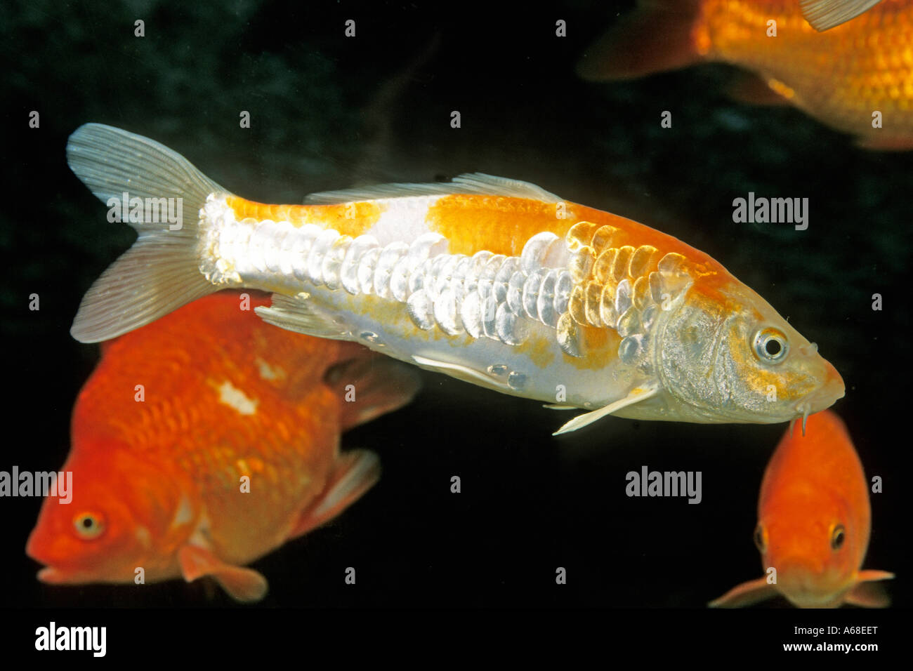 Koi (Carpio cyprinus Stock Photo - Alamy