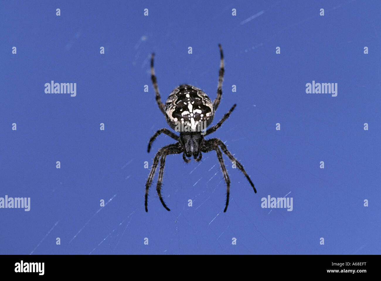 European Garden Spider, Cross Orbweaver, Cross Spider (Araneus ...