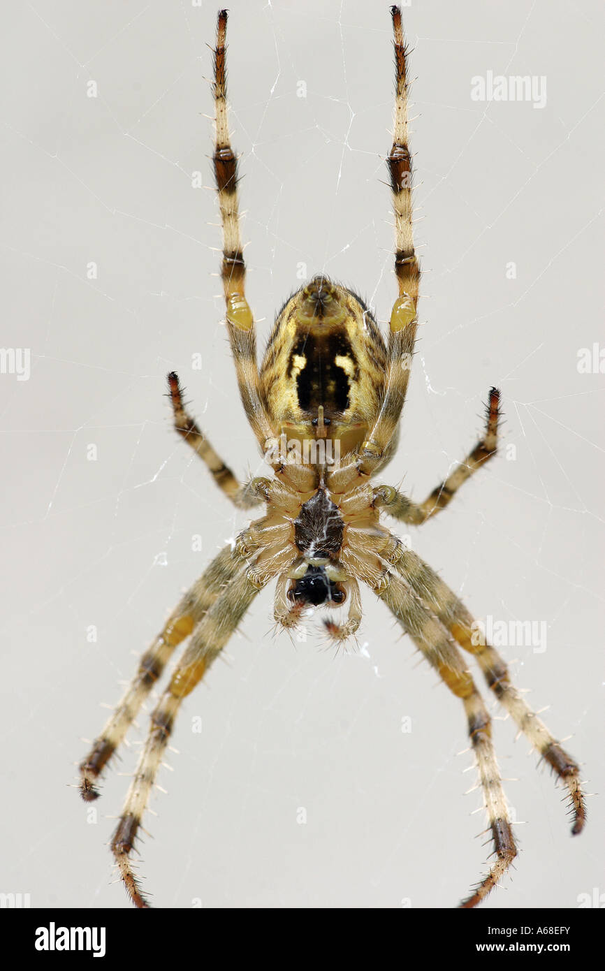 European Garden Spider, Cross Orbweaver, Cross Spider (Araneus ...