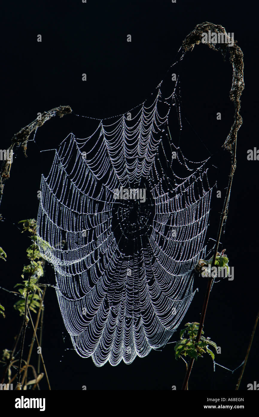 Spiders web of Cross Orbweaver, European Garden Spider, Cross Spider ...
