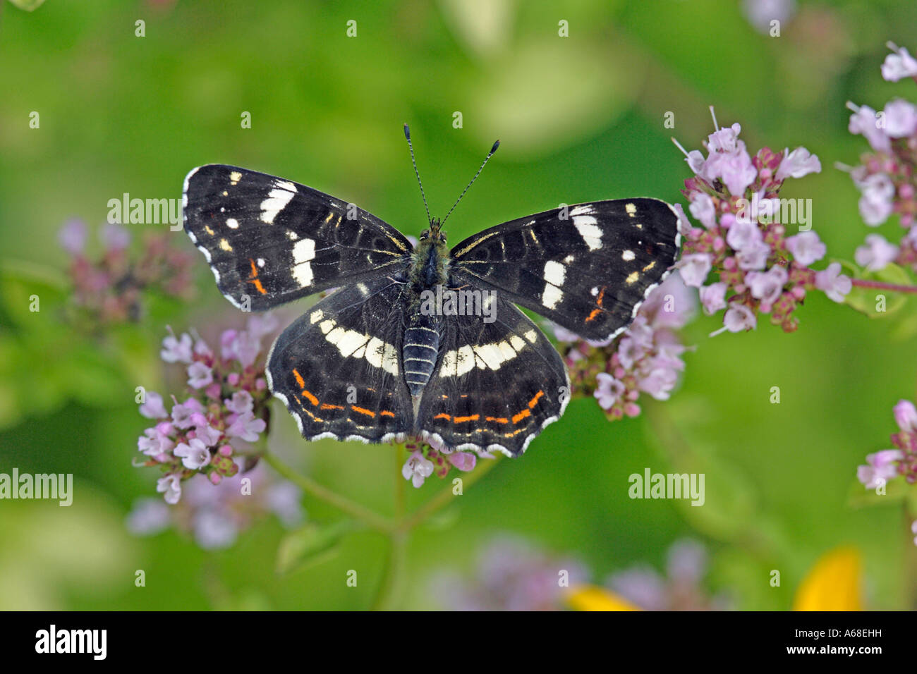 Map Butterfly (Araschnia levana) on flower, summer generation Stock ...