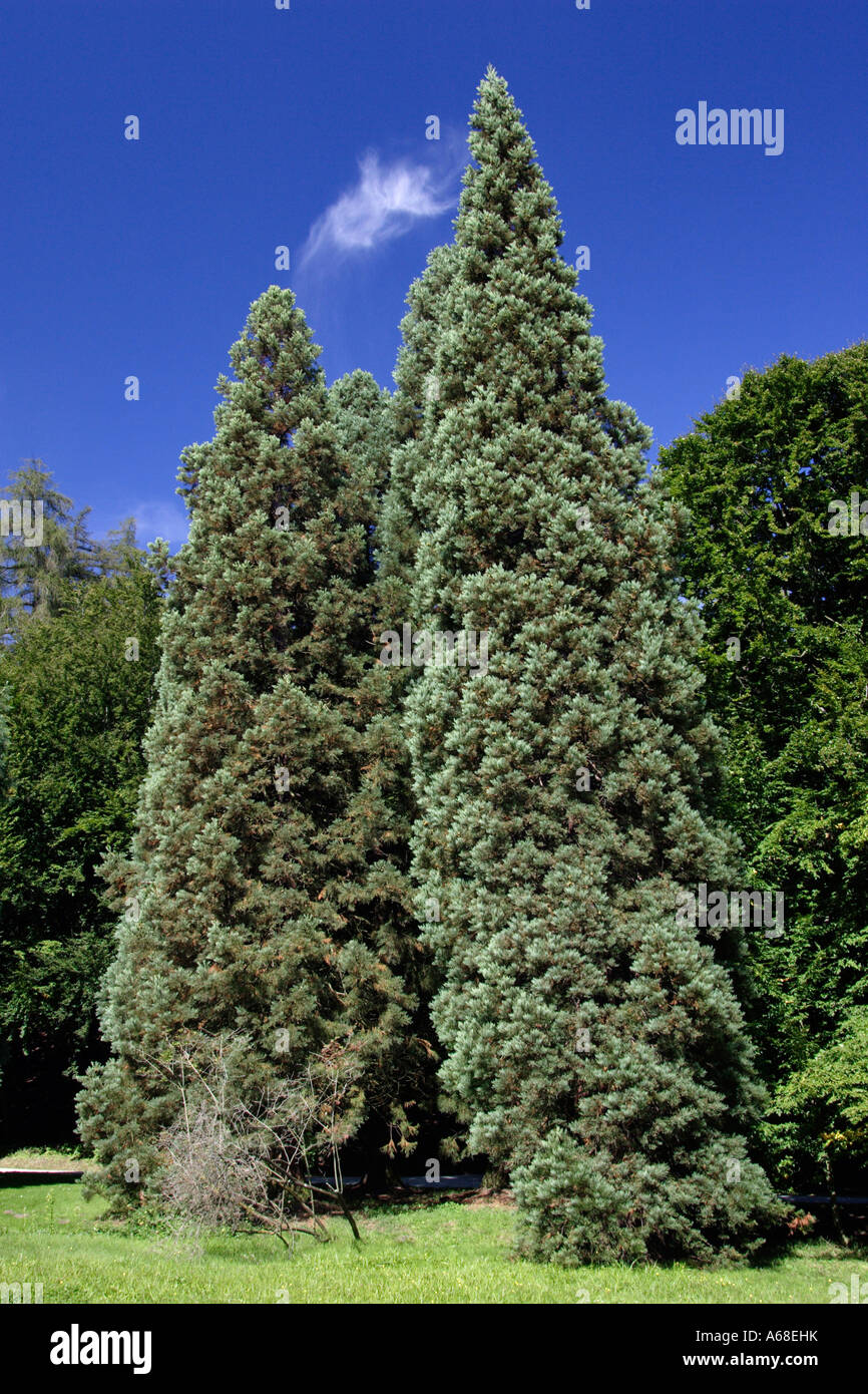 Wellingtonia (Sequoiadendron giganteum) at the park Wilhelmshoehe Stock ...