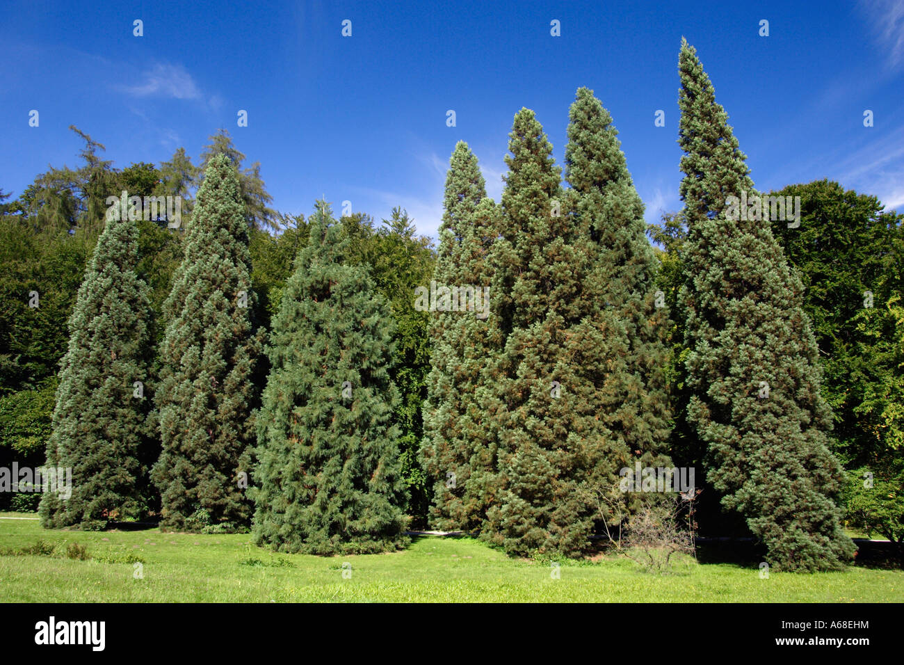 Wellingtonia trees hi-res stock photography and images - Alamy