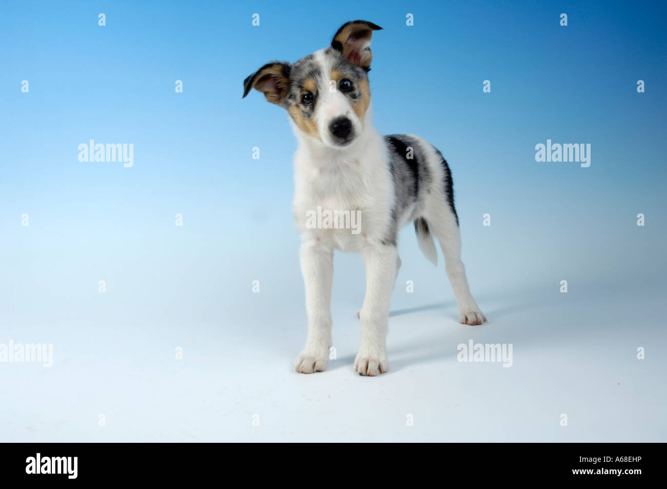 Domestic Dog, Mongrel (Canis lupus familiaris), pup, studio picture ...