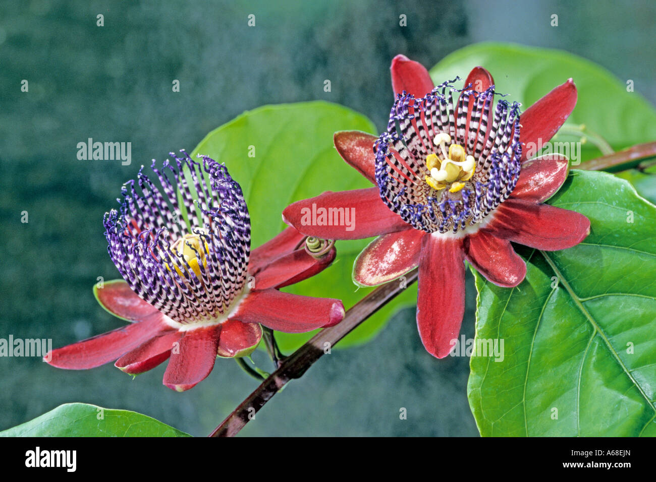 Passion Flower (Passiflora alata), flowers Stock Photo - Alamy