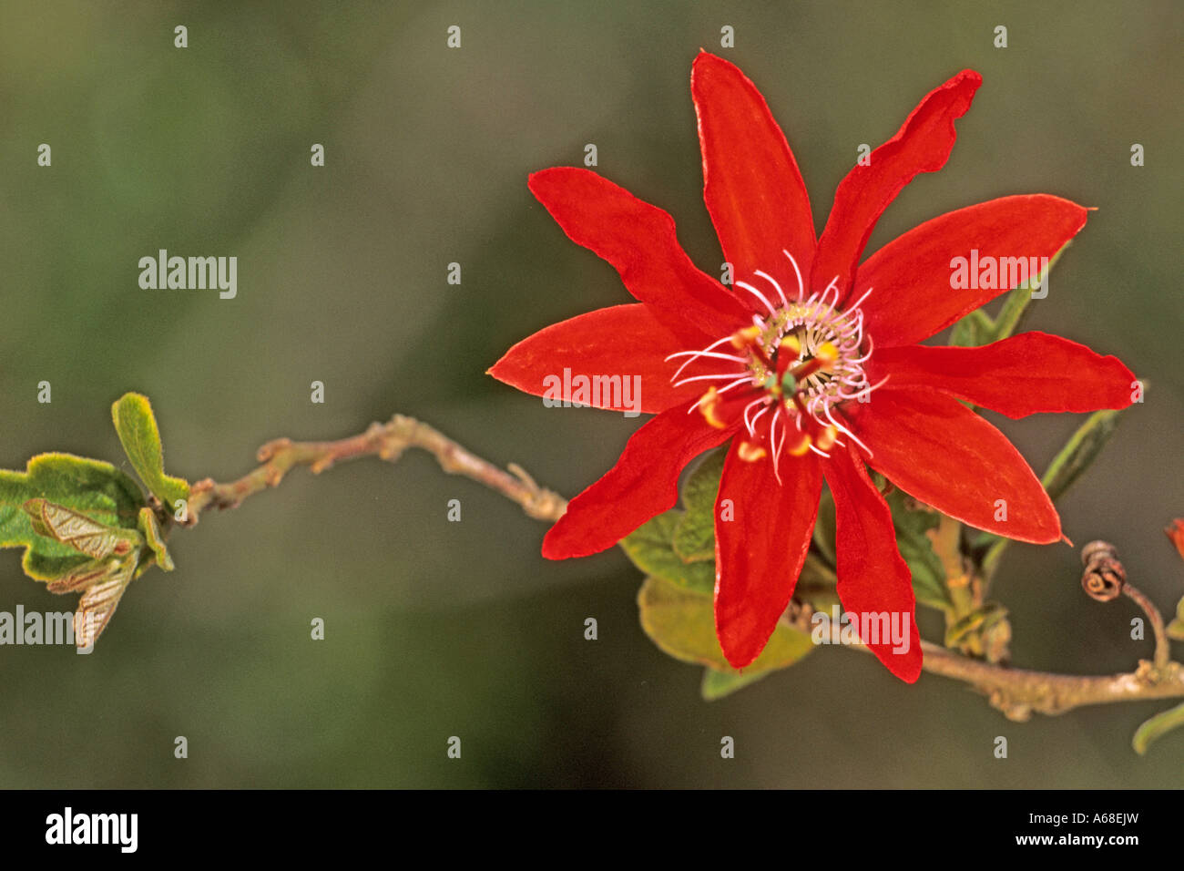 Passiflora sp hi-res stock photography and images - Alamy