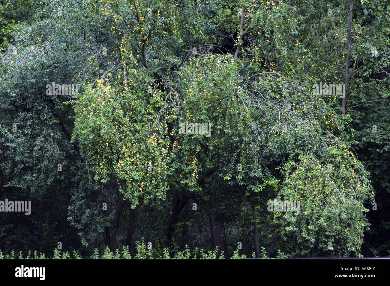 American Plum, American Red Plum, Goose Plum (Prunus americana), tree ...