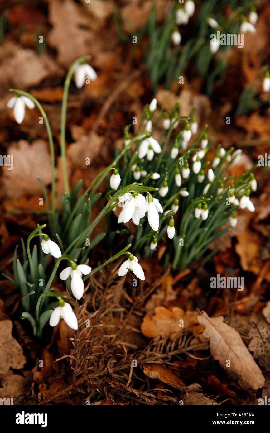 Common name snowdrop latin name hi-res stock photography and images - Alamy
