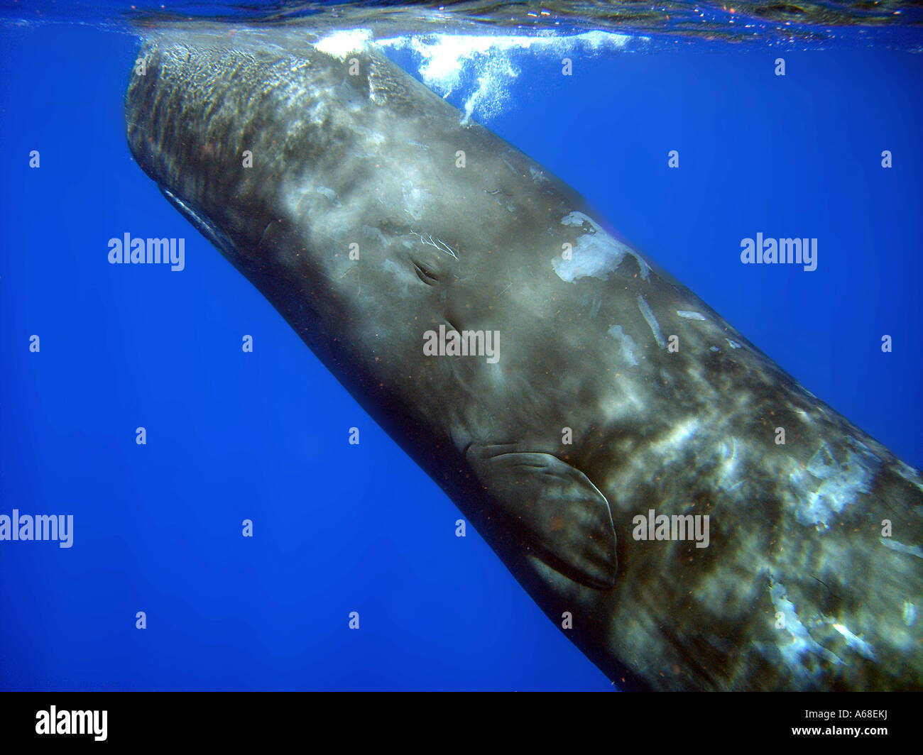 Bull Sperm Whale Vs Colossal Squid