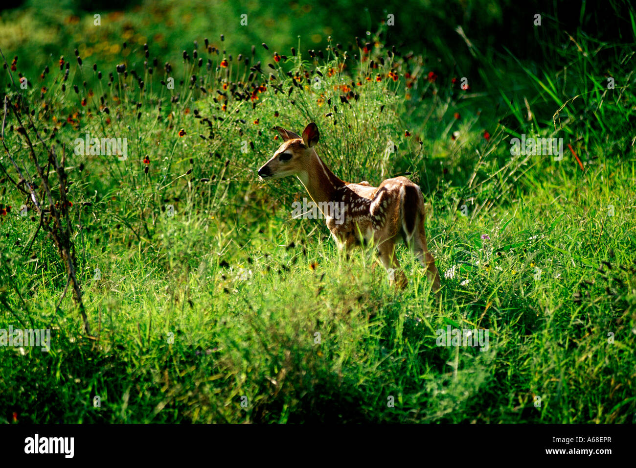 Faun hi-res stock photography and images - Alamy