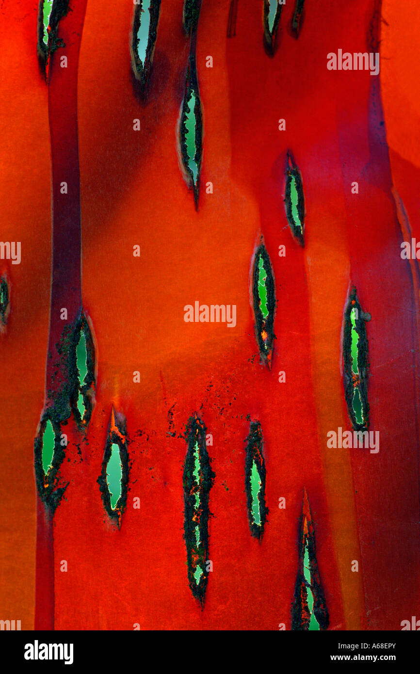 Chinese Red Birch (Betula albosinensis), sunlight shining through a ...