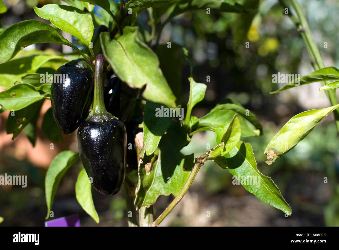 Black chillis on bush Stock Photo - Alamy