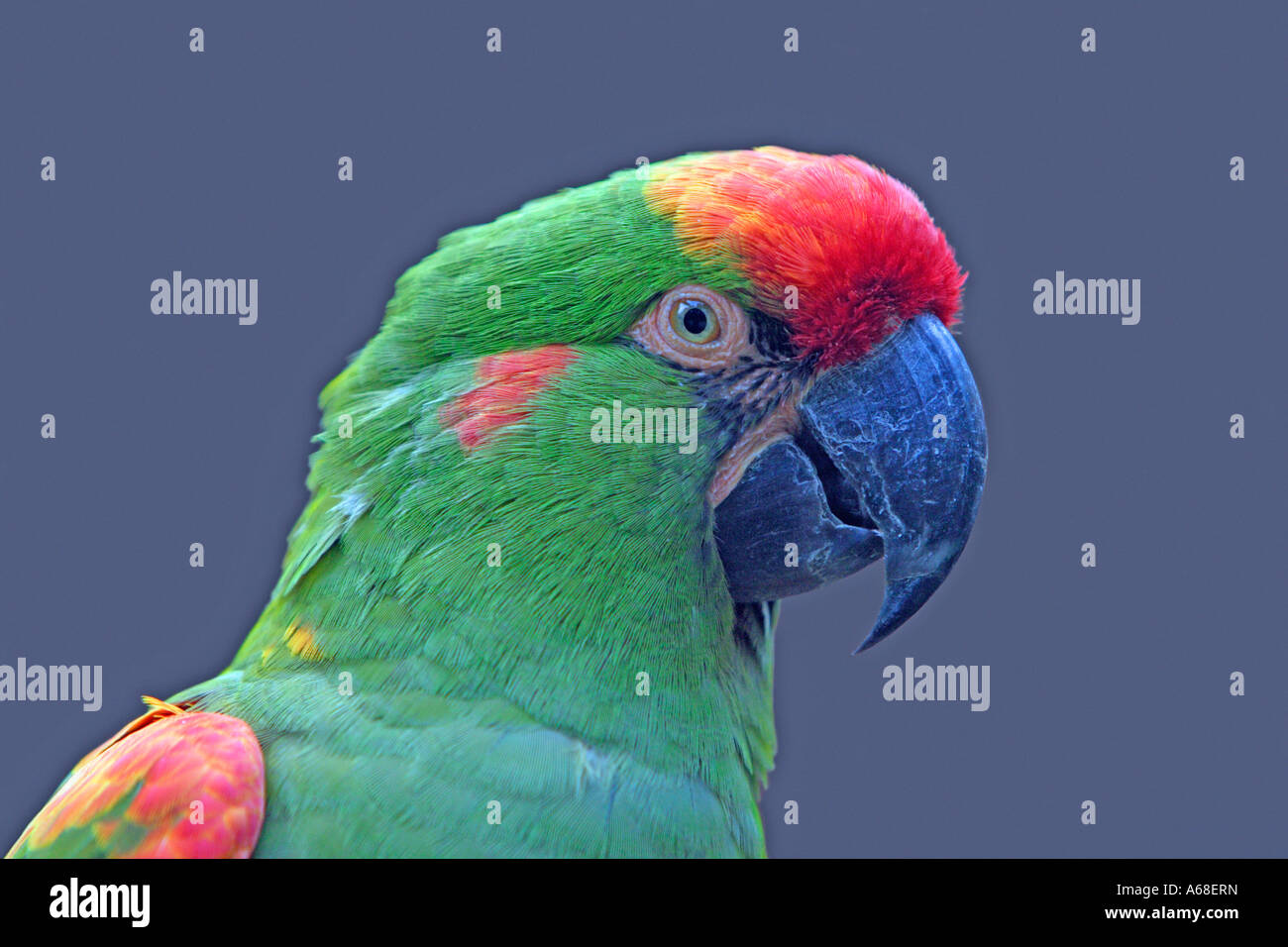 Red-fronted Macaw (Ara rubrogenys), portrait Stock Photo - Alamy