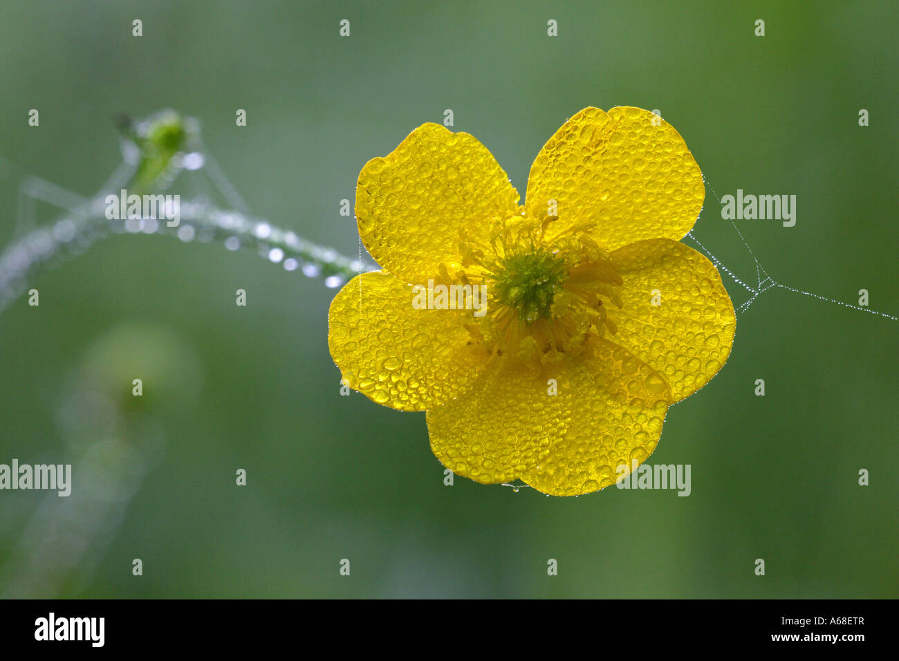 Meadow buttercup (Ranunculus acris), flower covered in morning dew ...