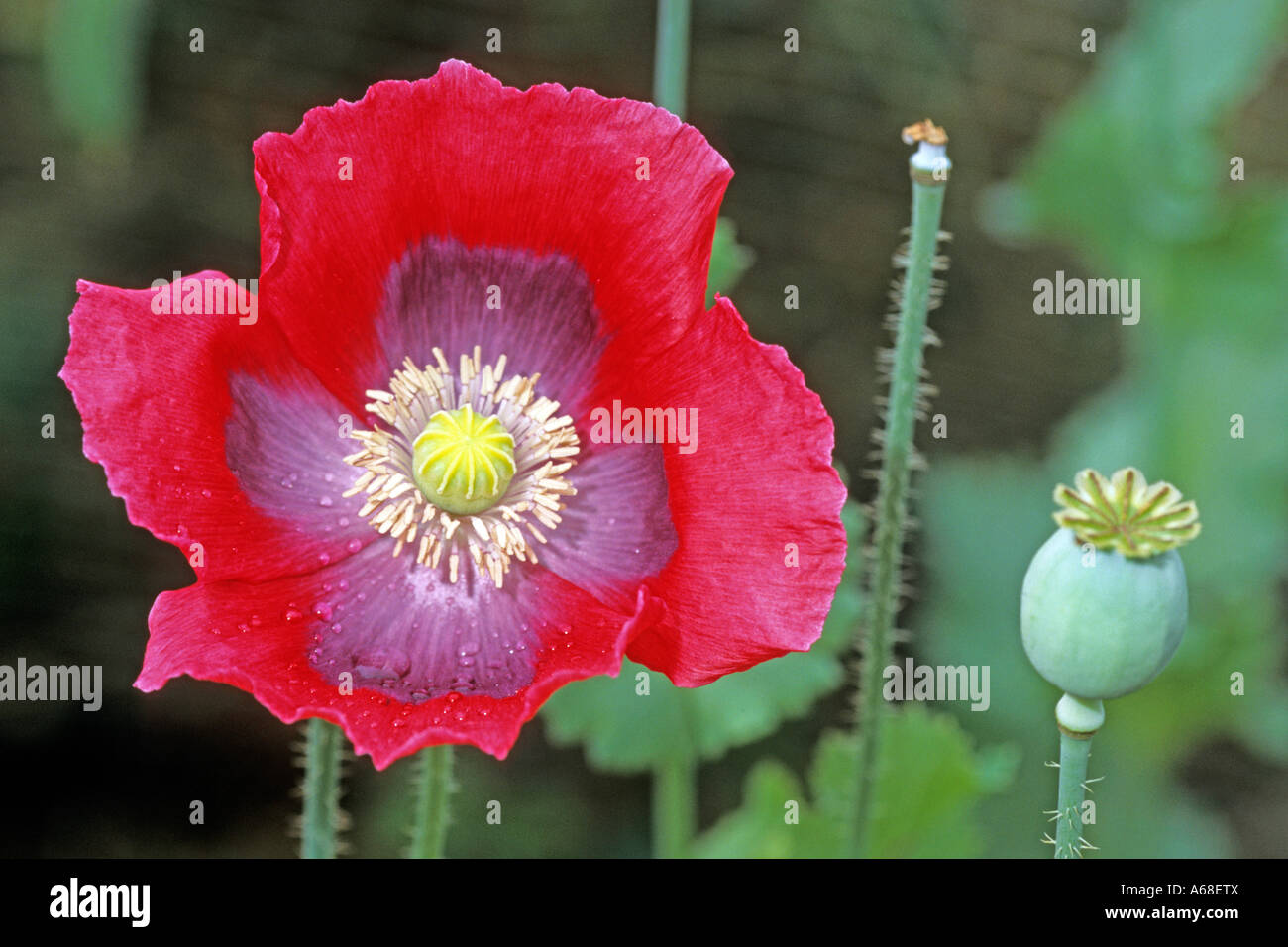 Opium poppy (Papaver somniferum), flower and seed capsule Stock Photo ...