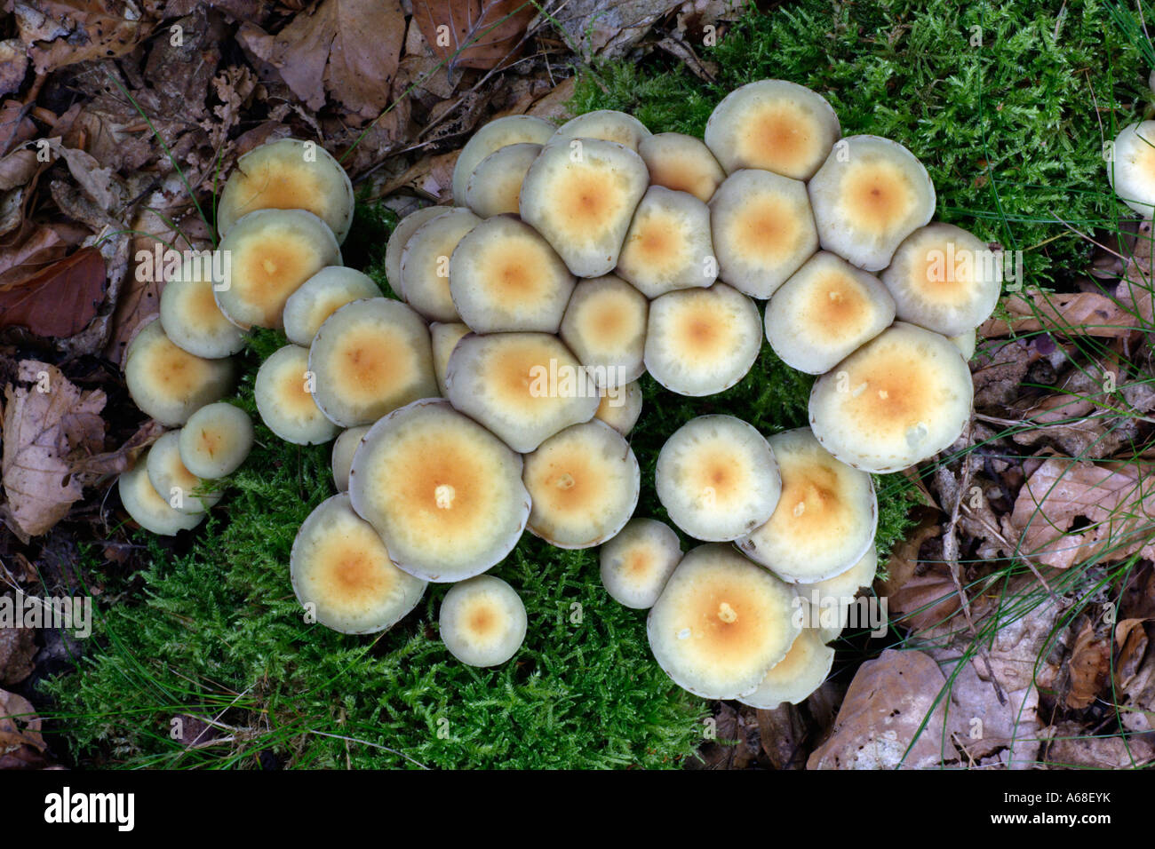Sulfur Tuft Fungus (Hypholoma fasciculare), group seen from above Stock ...