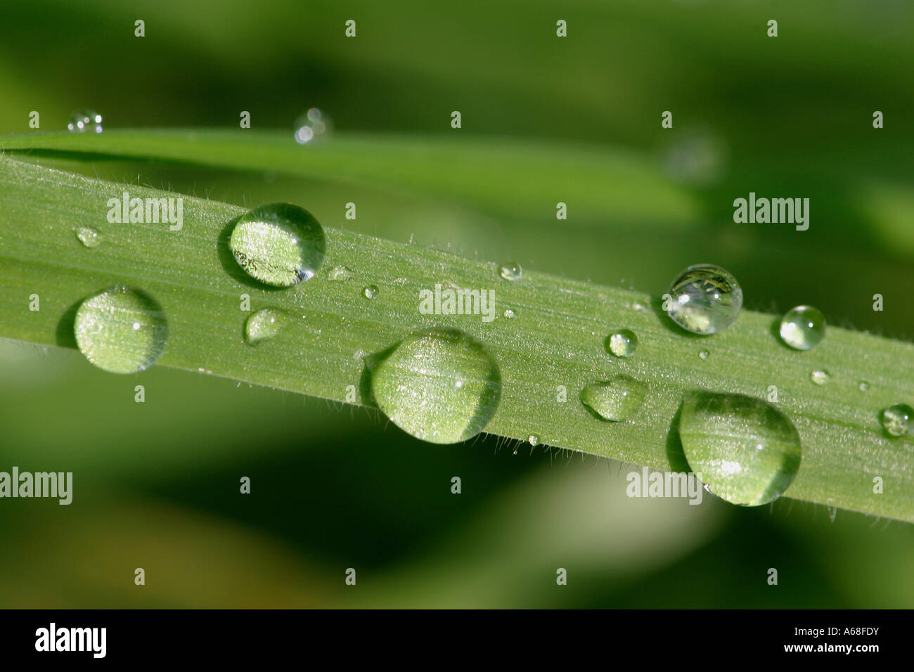 Waterdrops on a blade of grass Stock Photo - Alamy
