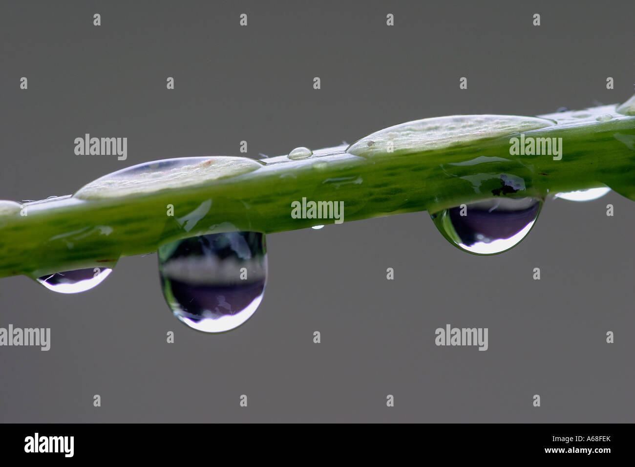 Waterdrops on stem Stock Photo - Alamy