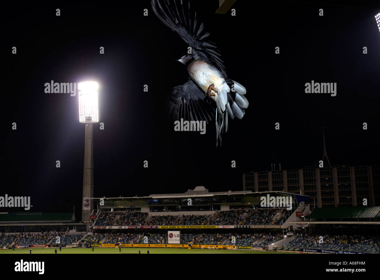 Dove flying in night sky, light tower and grandstand in background ...