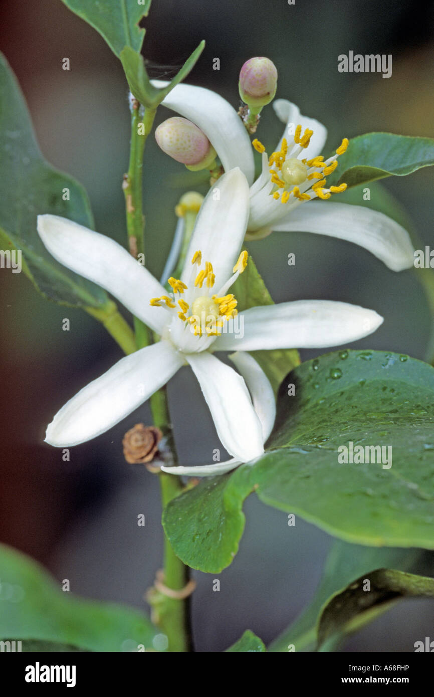 Lemon (Citrus limon), flowers Stock Photo - Alamy