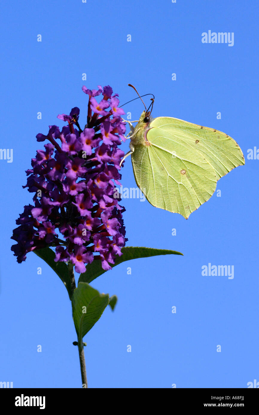 Butterfly bush buddleja sp hi-res stock photography and images - Alamy
