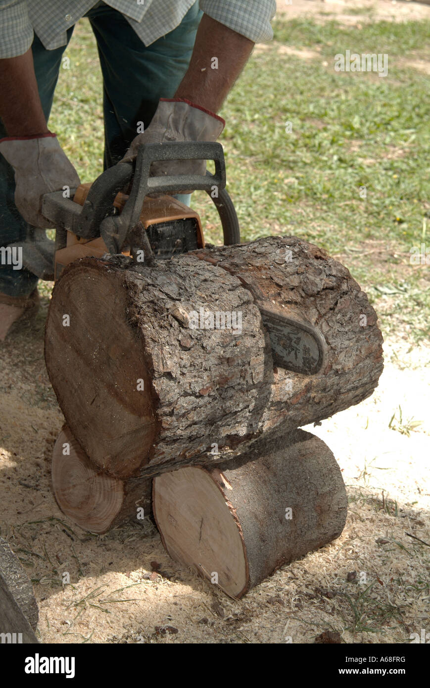 Woodcutter at work, cutting a tree trunks and branches with a chainsaw ...