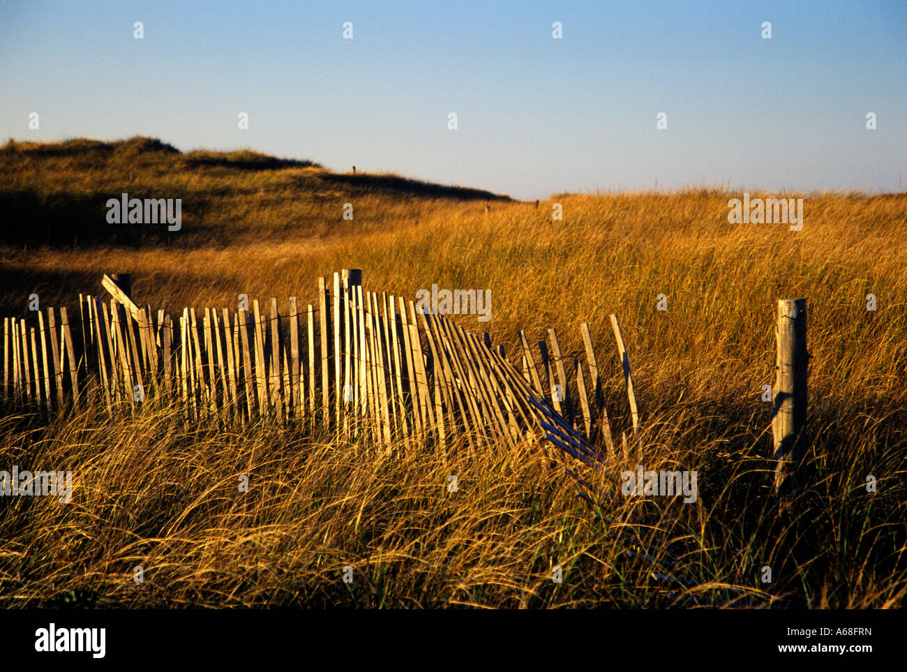 Weathered snow fence surrounded by dune grass Cape Cod Stock Photo - Alamy