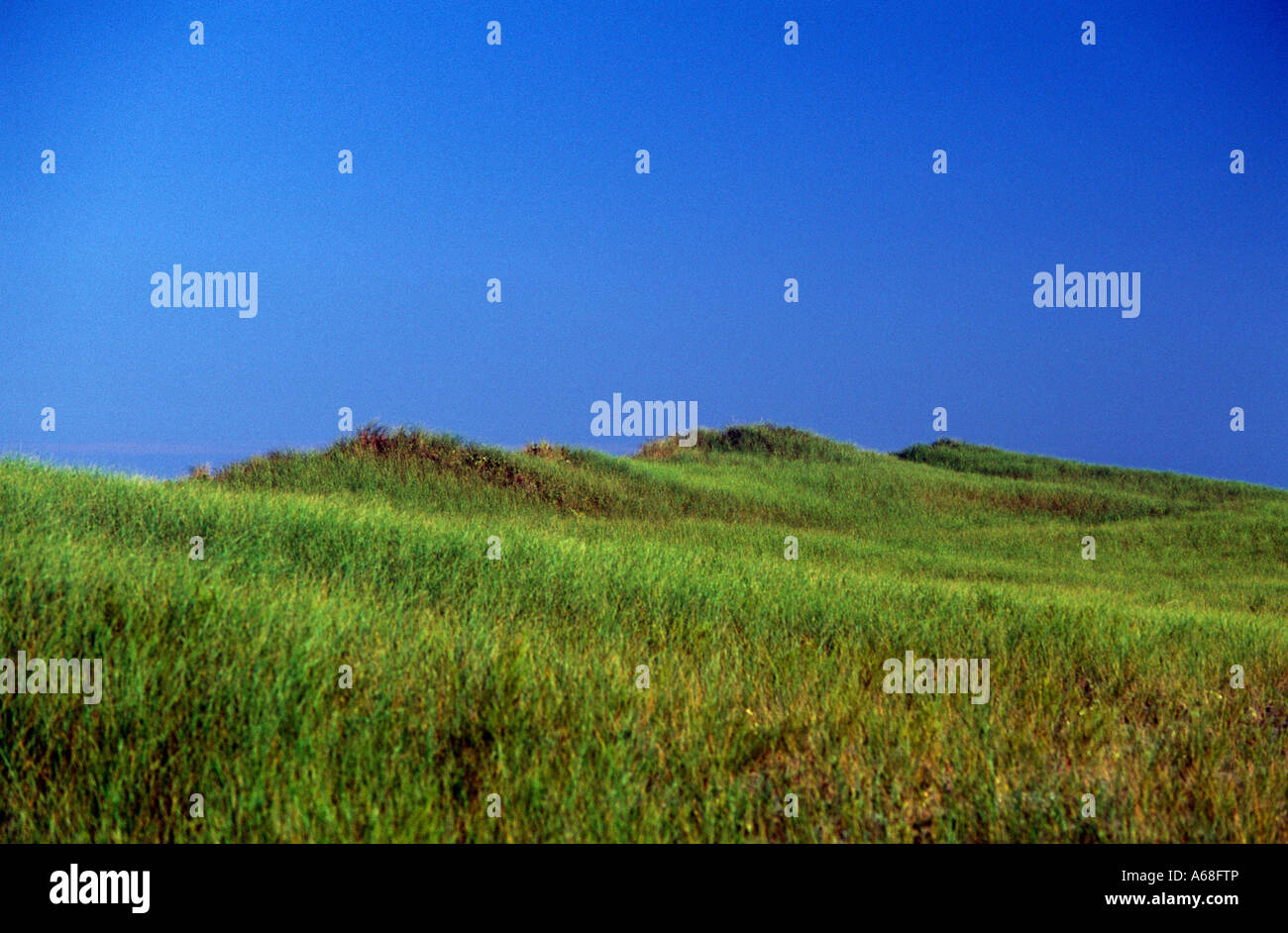 Dunes and sea grass Cape Cod National Seashore Cape Cod MA Stock Photo ...