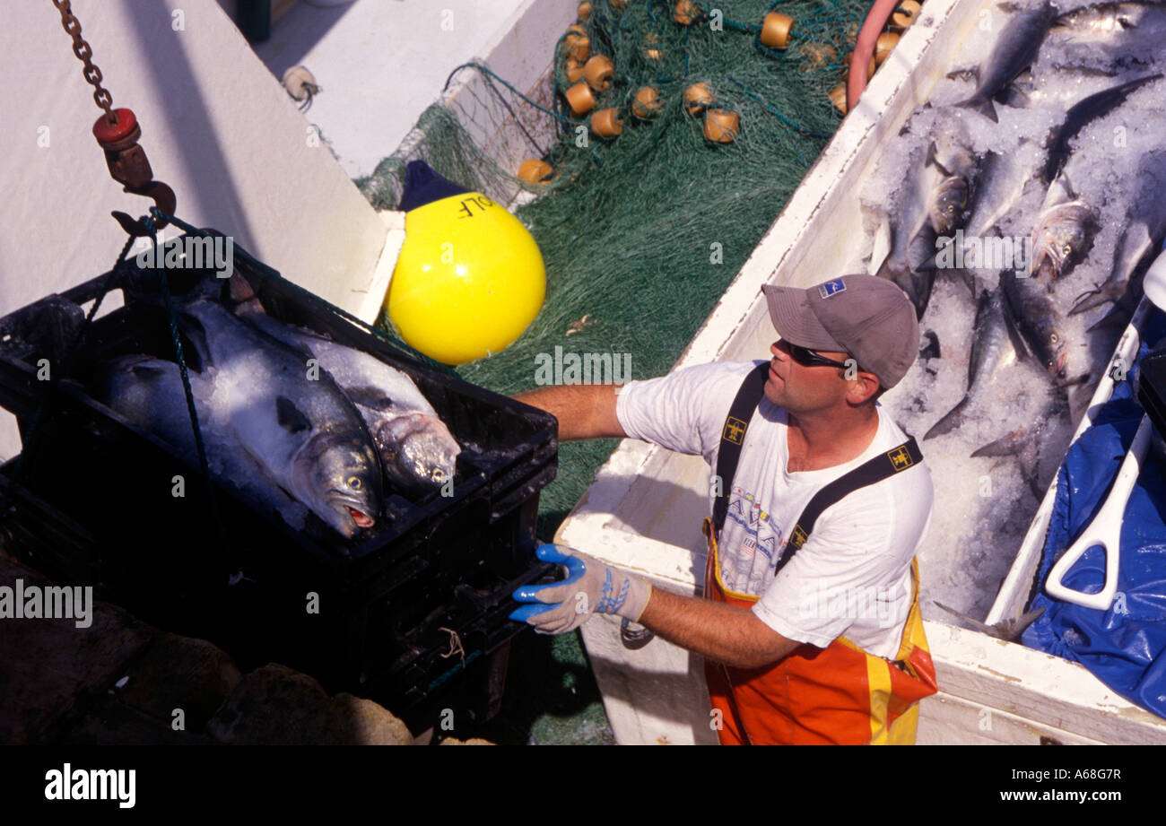 Fisherman placing the days catch of bluefish on ice Provincetown Cape ...